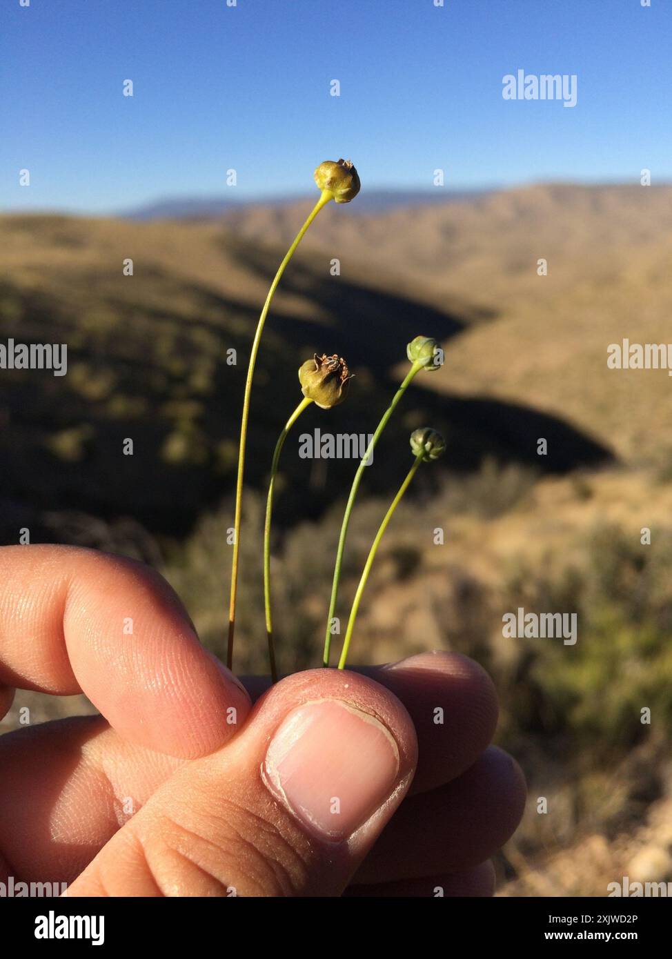 longstalk greenthread (Thelesperma longipes) Plantae Stock Photo - Alamy