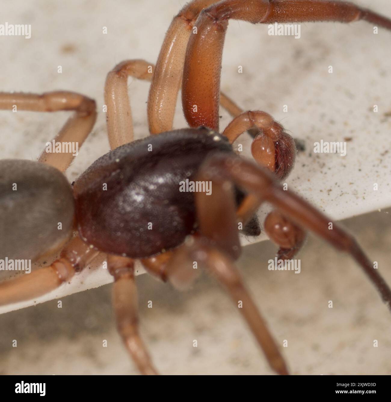 Bull-headed sac spider (Trachelas pacificus) Arachnida Stock Photo - Alamy