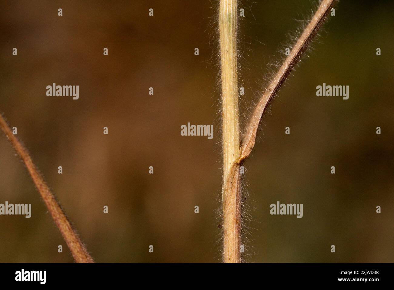 Japanese brome (Bromus japonicus) Plantae Stock Photo - Alamy