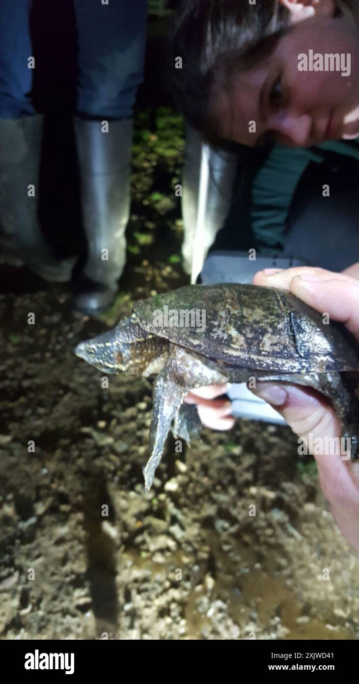 Eastern Musk Turtle (Sternotherus odoratus) Reptilia Stock Photo - Alamy