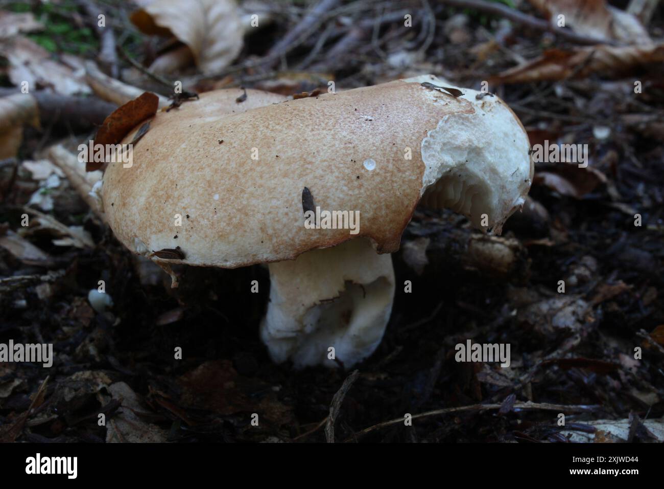 Fishbiscuit Russula (Russula compacta) Fungi Stock Photo - Alamy