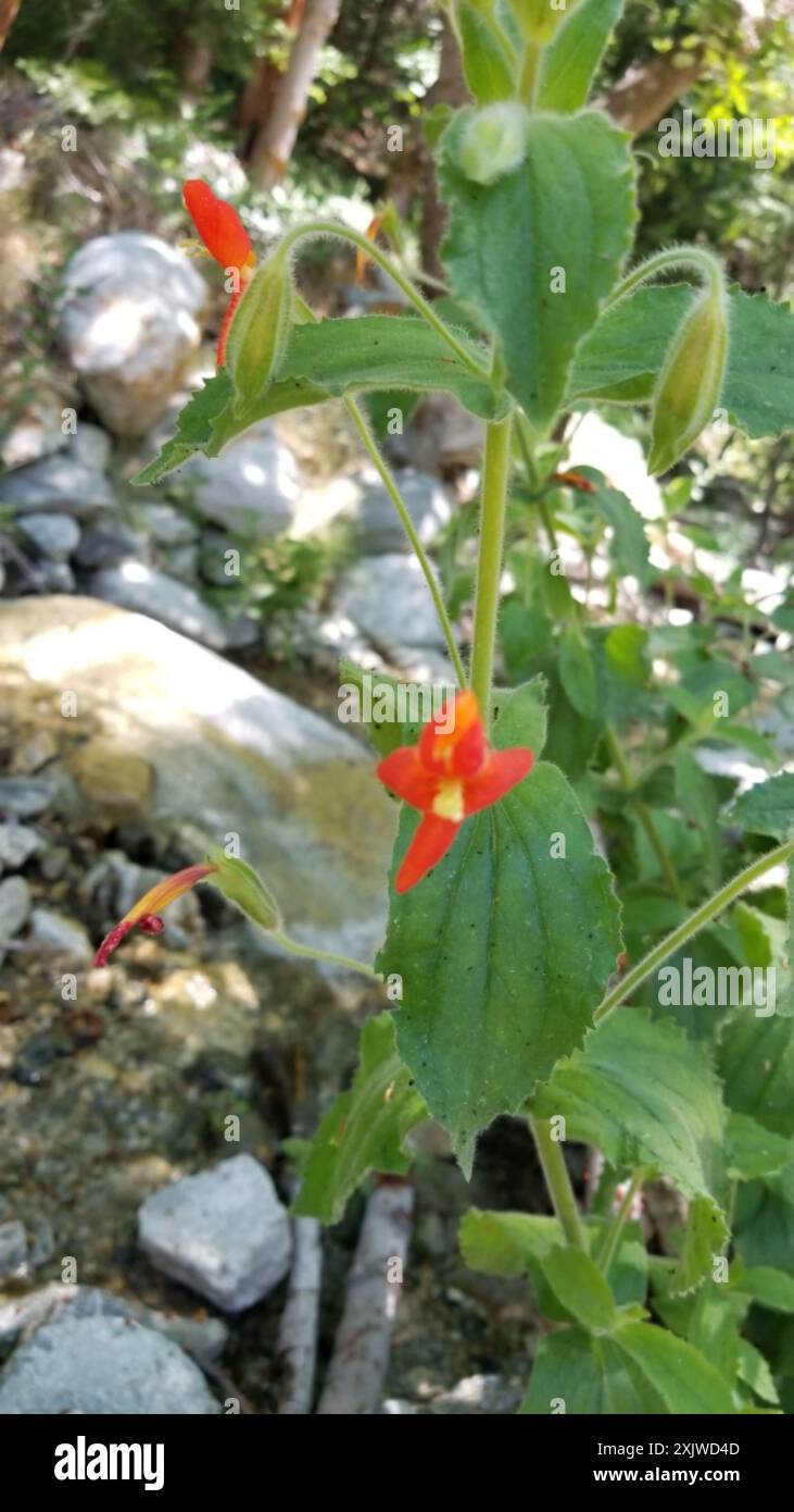 scarlet monkeyflower (Erythranthe cardinalis) Plantae Stock Photo - Alamy
