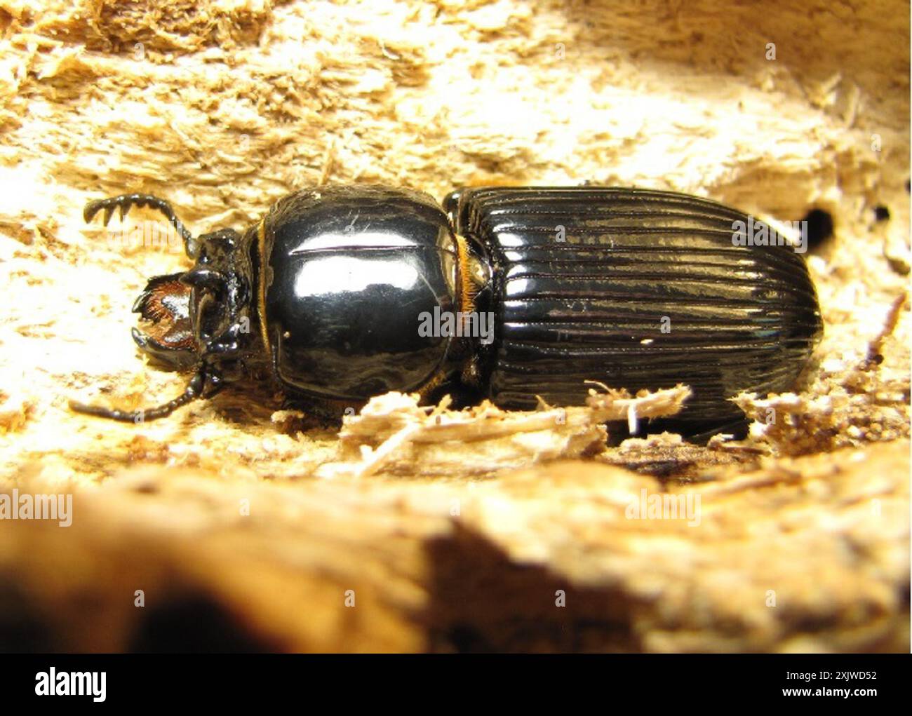 Horned Passalus Beetle (Odontotaenius disjunctus) Insecta Stock Photo ...