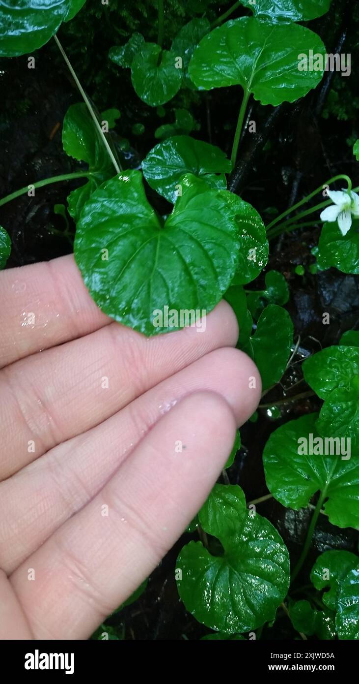 northern white violet (Viola minuscula) Plantae Stock Photo - Alamy