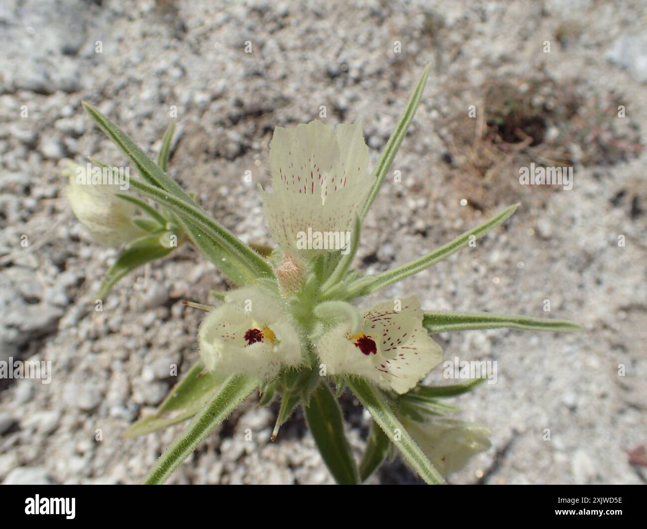 ghost flower (Mohavea confertiflora) Plantae Stock Photo - Alamy