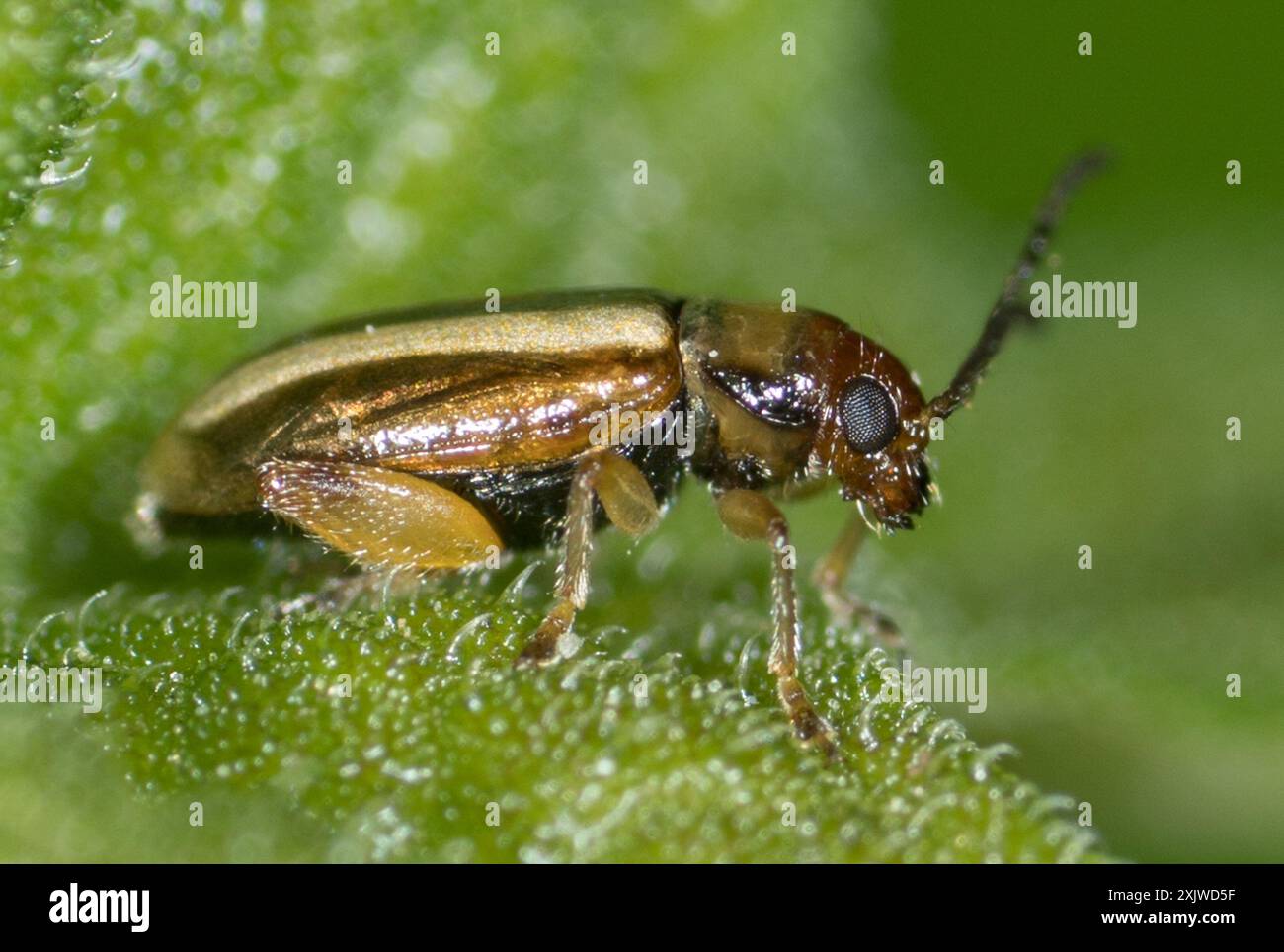 Flea Beetles (Alticini) Insecta Stock Photo - Alamy