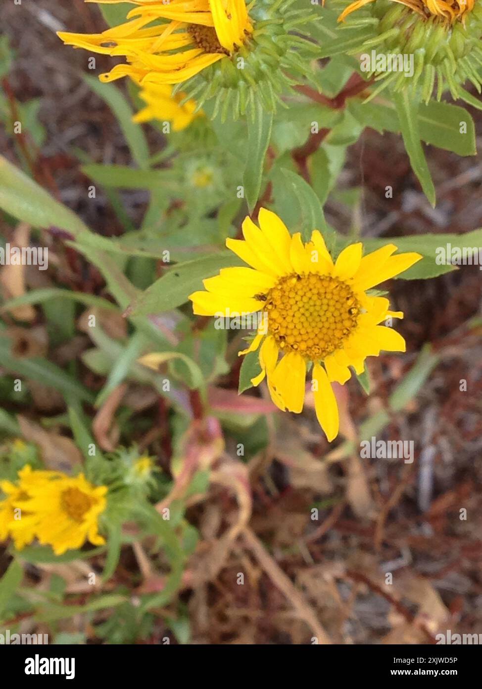 Oregon Gumplant (Grindelia stricta) Plantae Stock Photo - Alamy