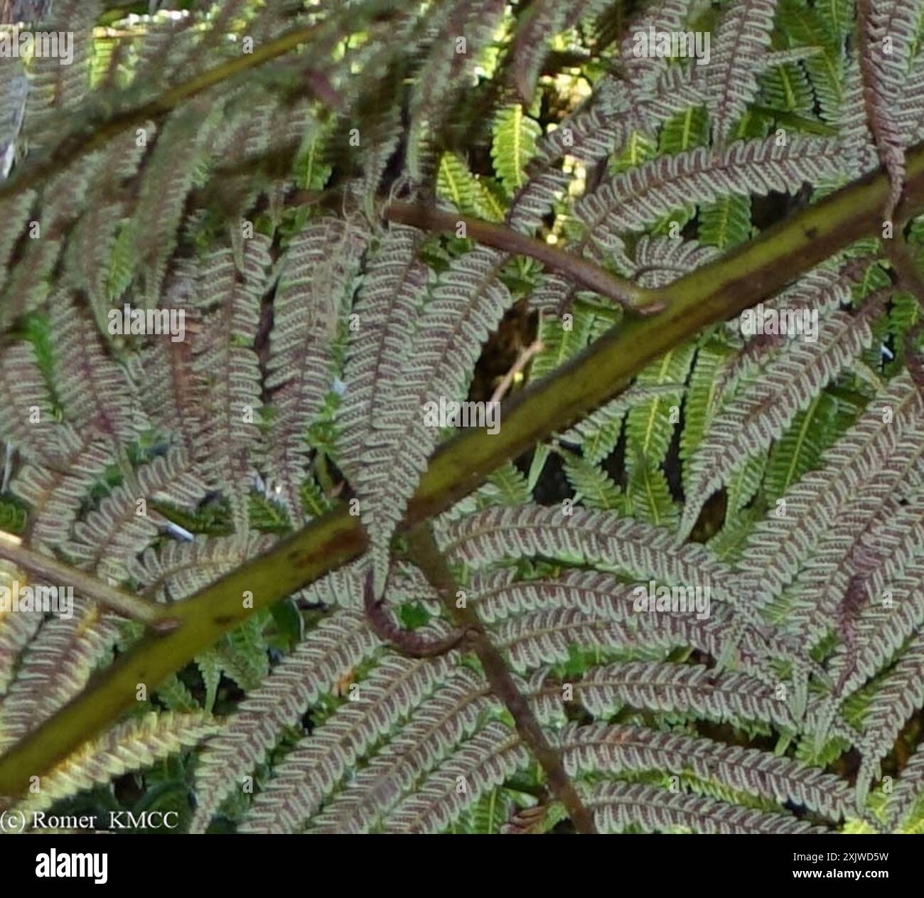 scaly tree ferns (Cyatheaceae) Plantae Stock Photo - Alamy