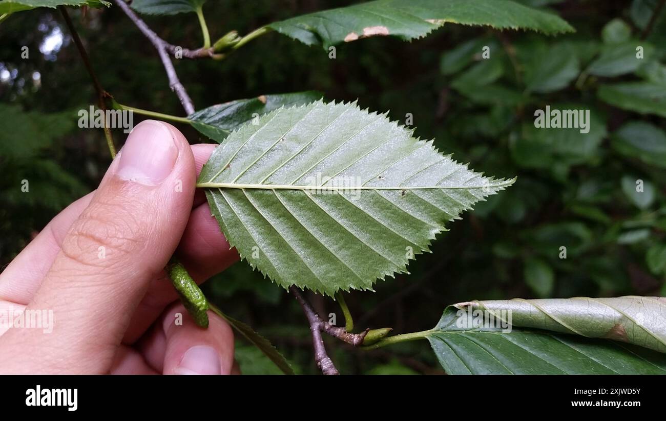 green alder (Alnus alnobetula) Plantae Stock Photo - Alamy