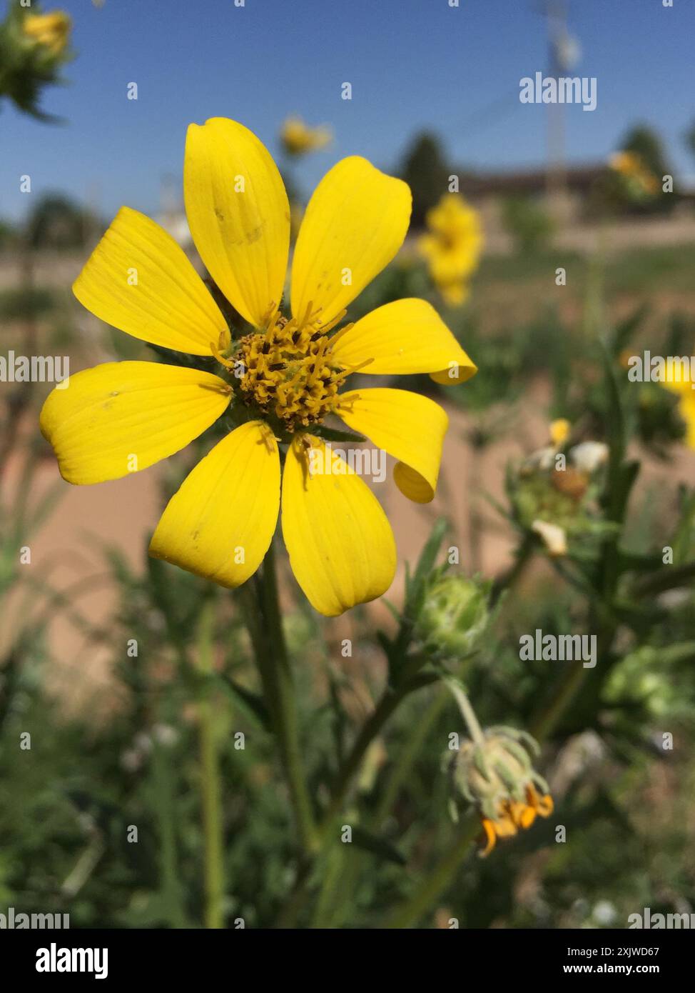 Engelmann daisy (Engelmannia peristenia) Plantae Stock Photo - Alamy