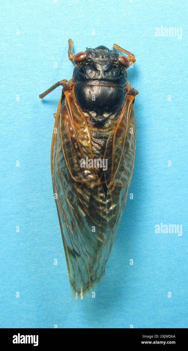 Riley's 13-Year Cicada (Magicicada tredecim) Insecta Stock Photo - Alamy