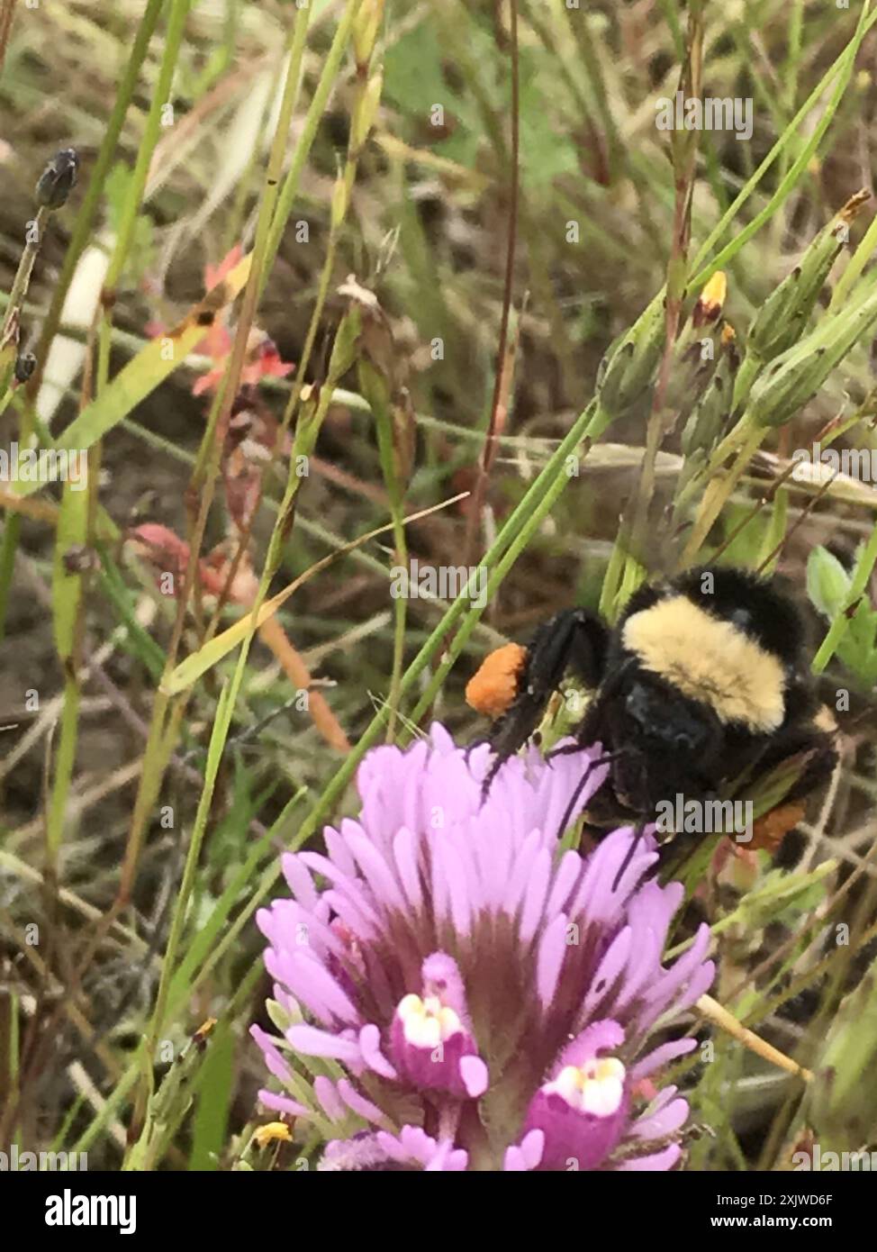 California Bumble Bee (Bombus californicus) Insecta Stock Photo - Alamy