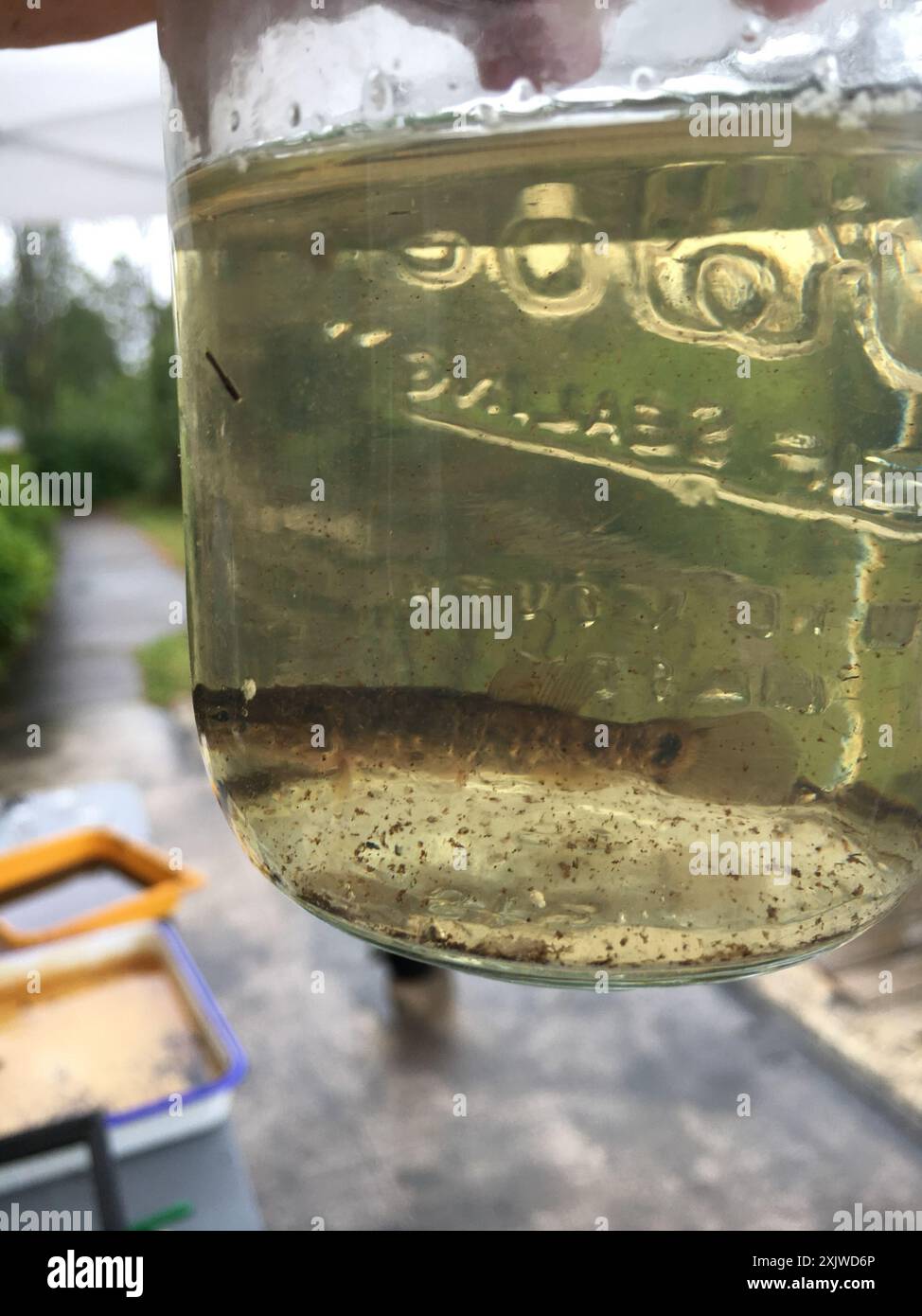 Umbra limi hi-res stock photography and images - Alamy