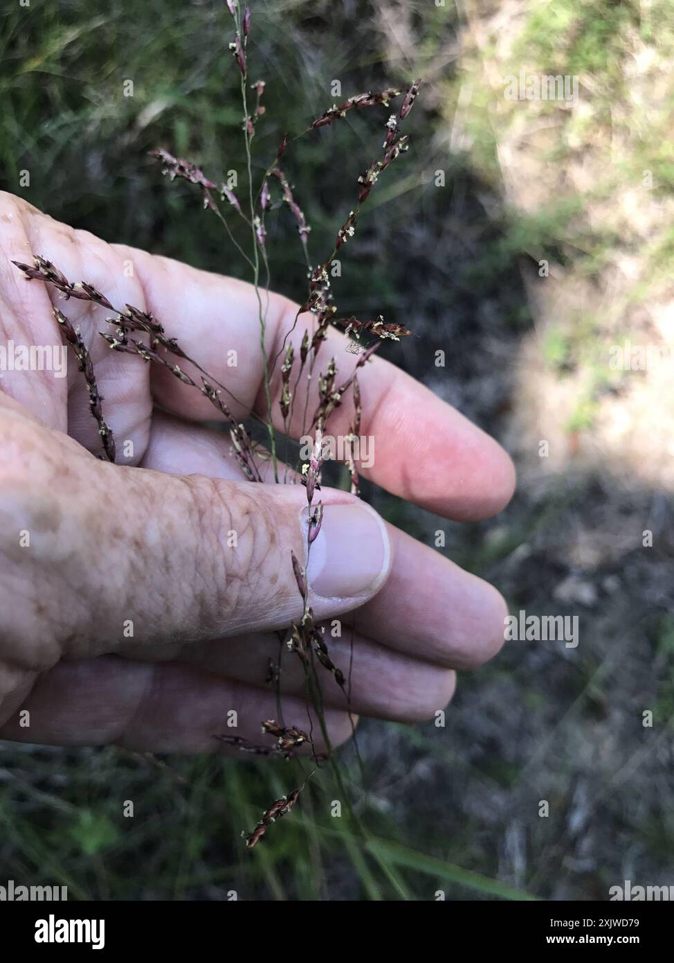 purpletop tridens (Tridens flavus) Plantae Stock Photo - Alamy