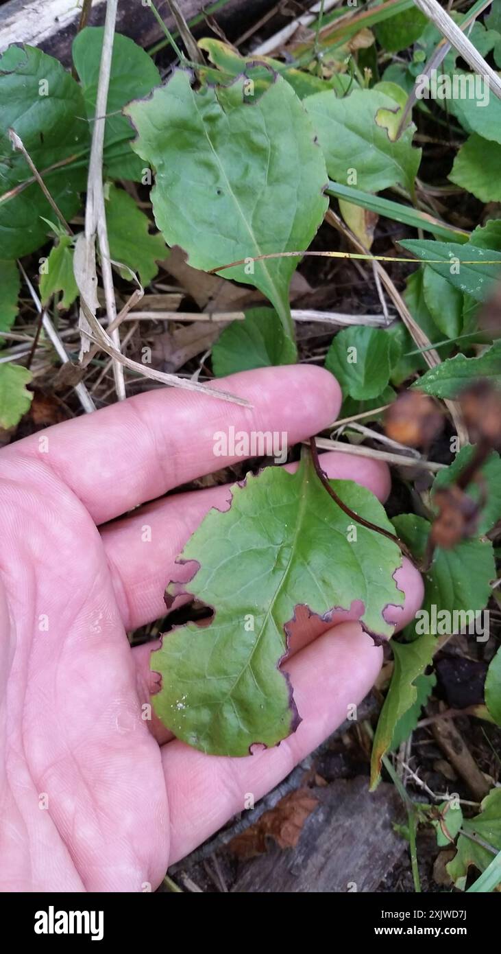shinleaf (Pyrola elliptica) Plantae Stock Photo - Alamy