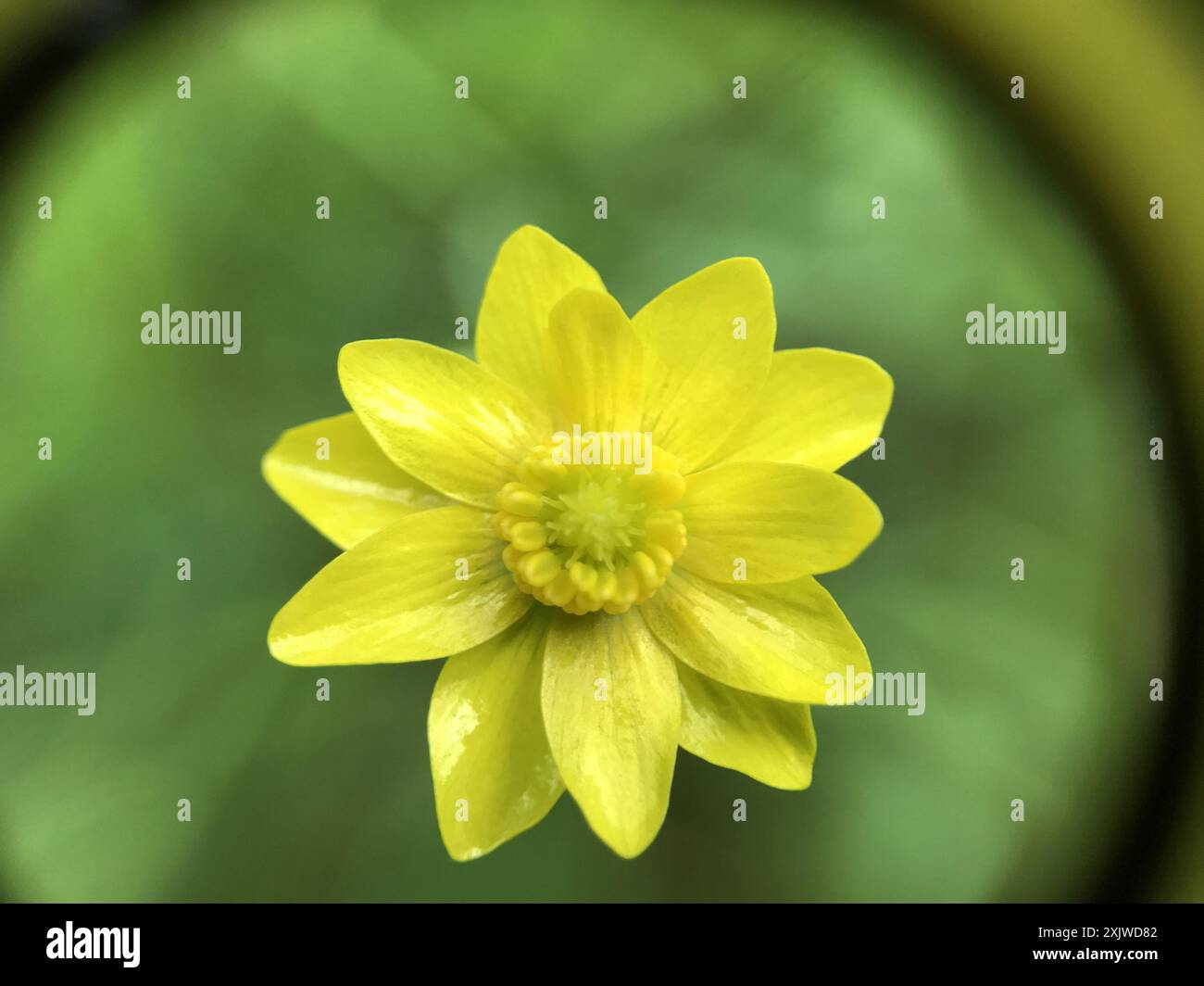 California buttercup (Ranunculus californicus) Plantae Stock Photo - Alamy
