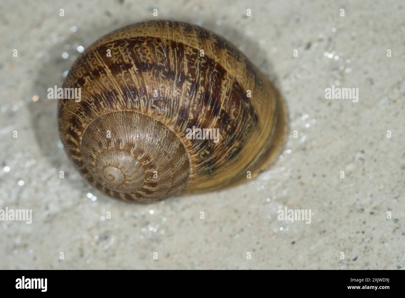 Garden Snail (Cornu aspersum) Mollusca Stock Photo - Alamy