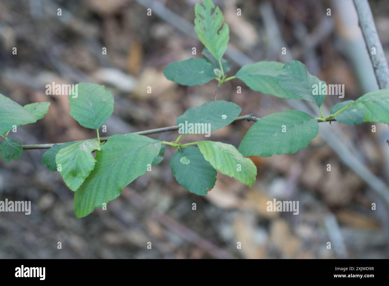 white alder (Alnus rhombifolia) Plantae Stock Photo - Alamy