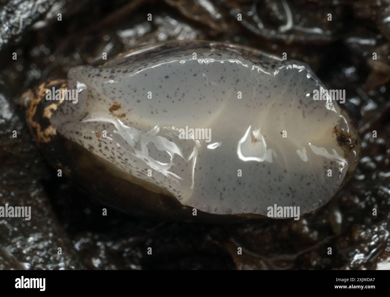 Amber Snails (Succineidae) Mollusca Stock Photo - Alamy