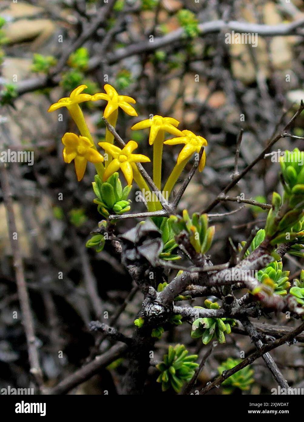 Saffron Curryflower (Lasiosiphon deserticola) Plantae Stock Photo - Alamy
