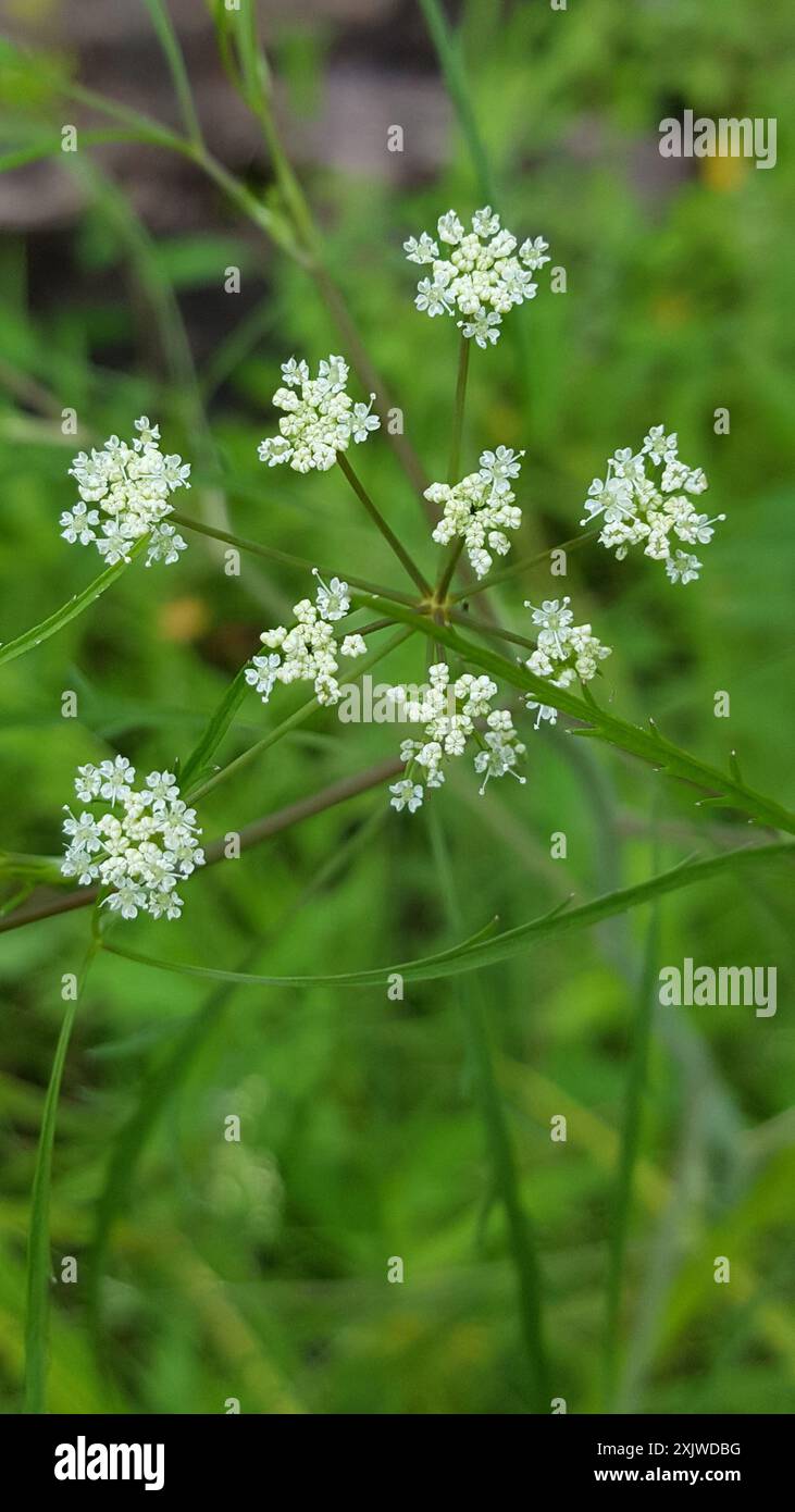 bulblet-bearing water hemlock (Cicuta bulbifera) Plantae Stock Photo ...