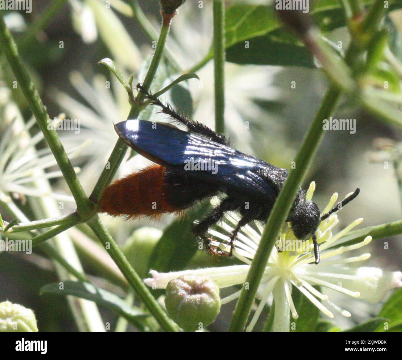 Fire-tailed Scoliid Wasp (Triscolia ardens) Insecta Stock Photo - Alamy