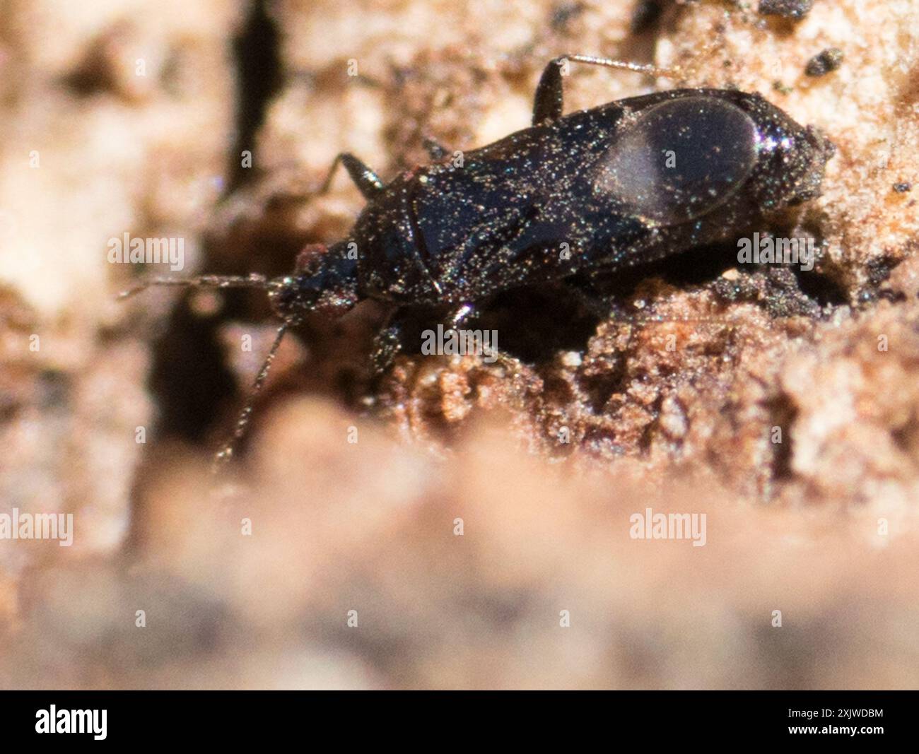 Anthocoridae hi-res stock photography and images - Alamy