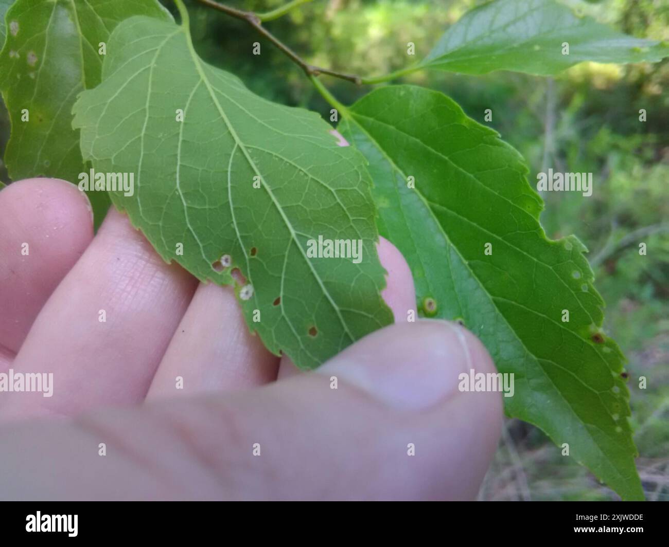 Hackberry Star Gall Psyllid (Pachypsylla celtidisasterisca) Insecta ...