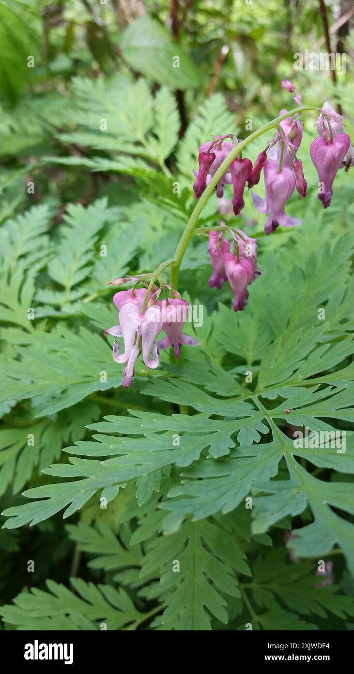 Fringed Bleeding Heart (Dicentra eximia) Plantae Stock Photo - Alamy
