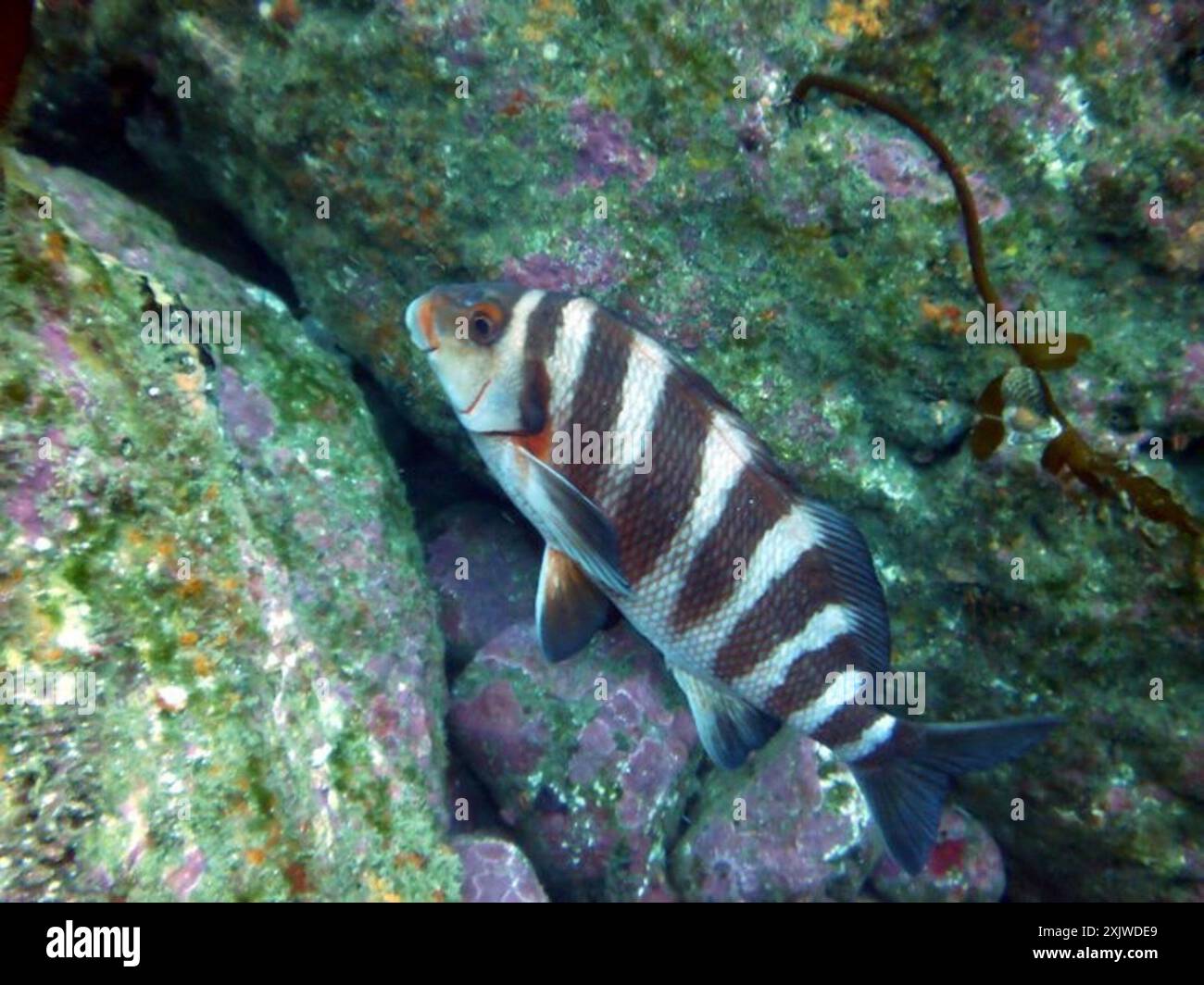 Banded Morwong (Chirodactylus spectabilis) Actinopterygii Stock Photo ...
