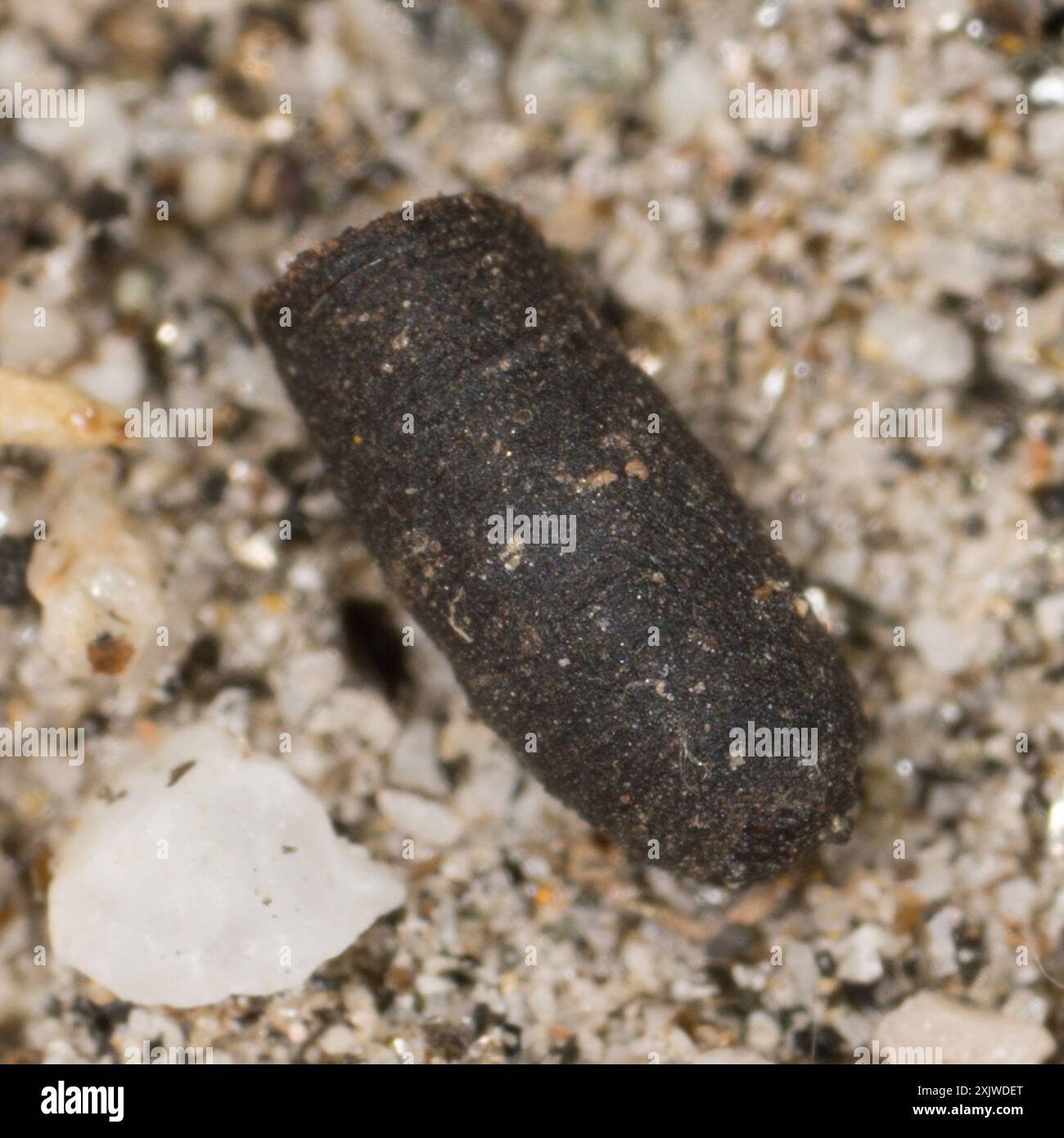Case bearing leaf beetles hi-res stock photography and images - Alamy