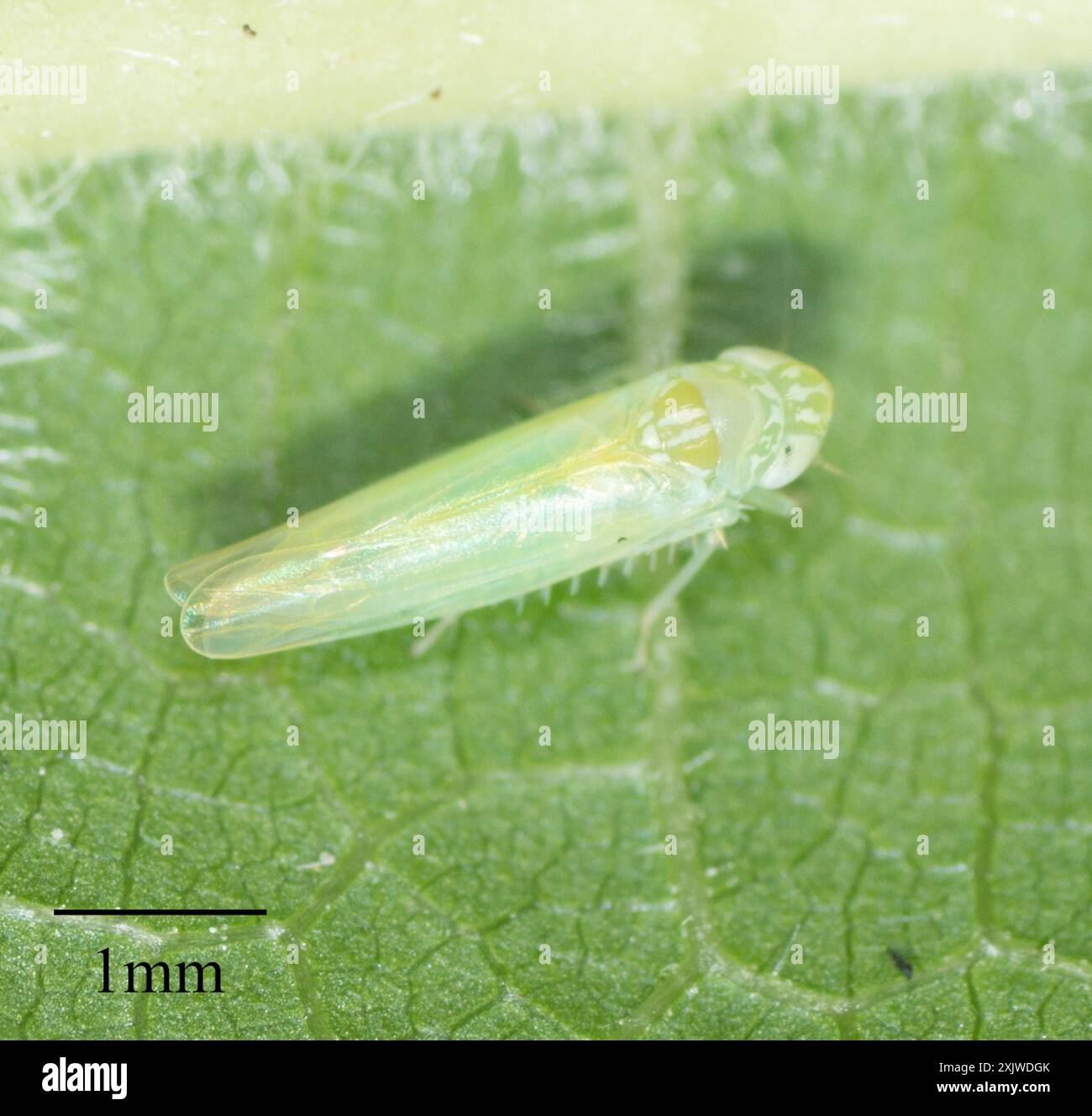Empoasca hi-res stock photography and images - Alamy