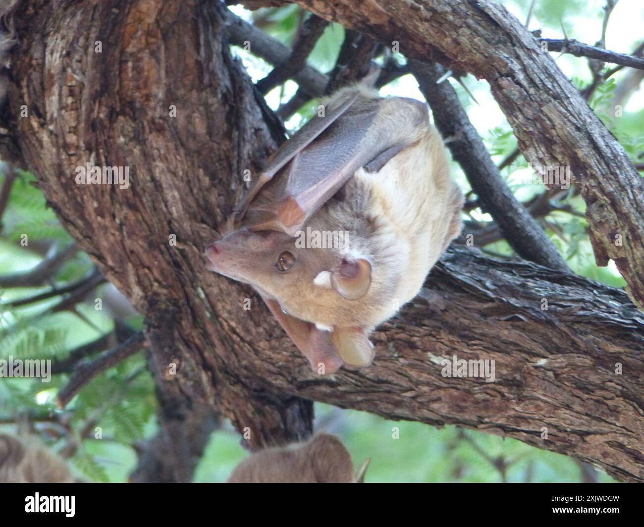 Peters's Epauletted Fruit Bat (Epomophorus crypturus) Mammalia Stock ...