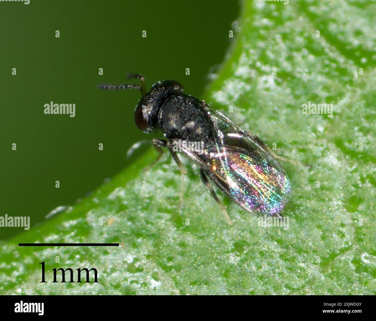 Chalcidoid Wasps (Chalcidoidea) Insecta Stock Photo - Alamy
