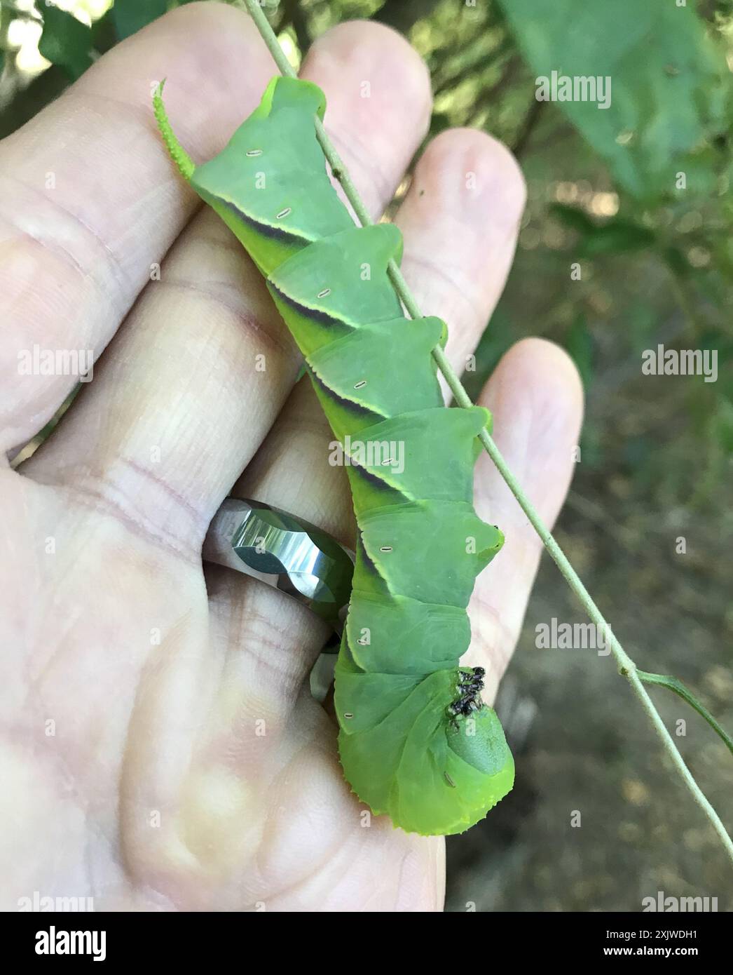 Rustic Sphinx (Manduca rustica) Insecta Stock Photo - Alamy
