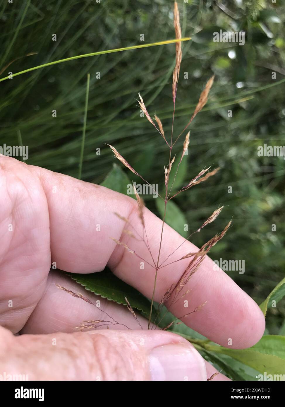 wavy hair-grass (Avenella flexuosa) Plantae Stock Photo - Alamy