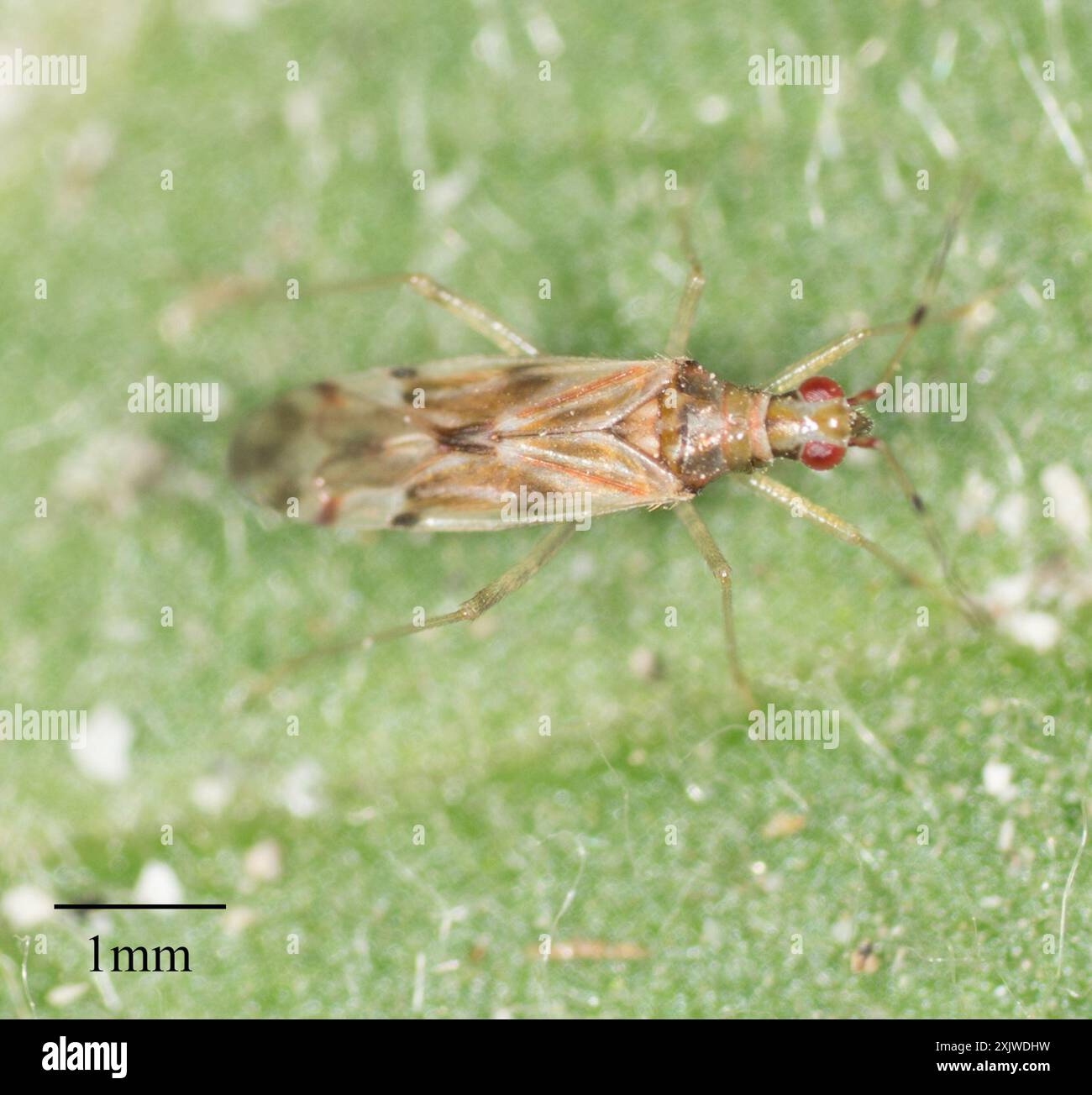 (Dicyphus paddocki) Insecta Stock Photo - Alamy