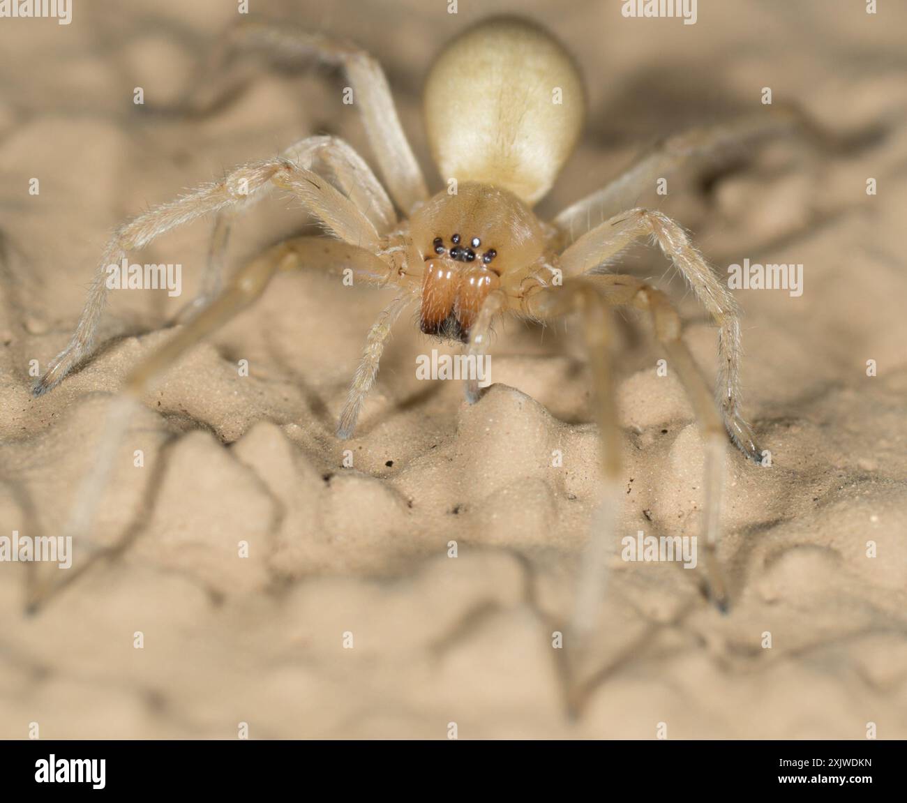 Longlegged Sac Spiders (Cheiracanthium) Arachnida Stock Photo - Alamy