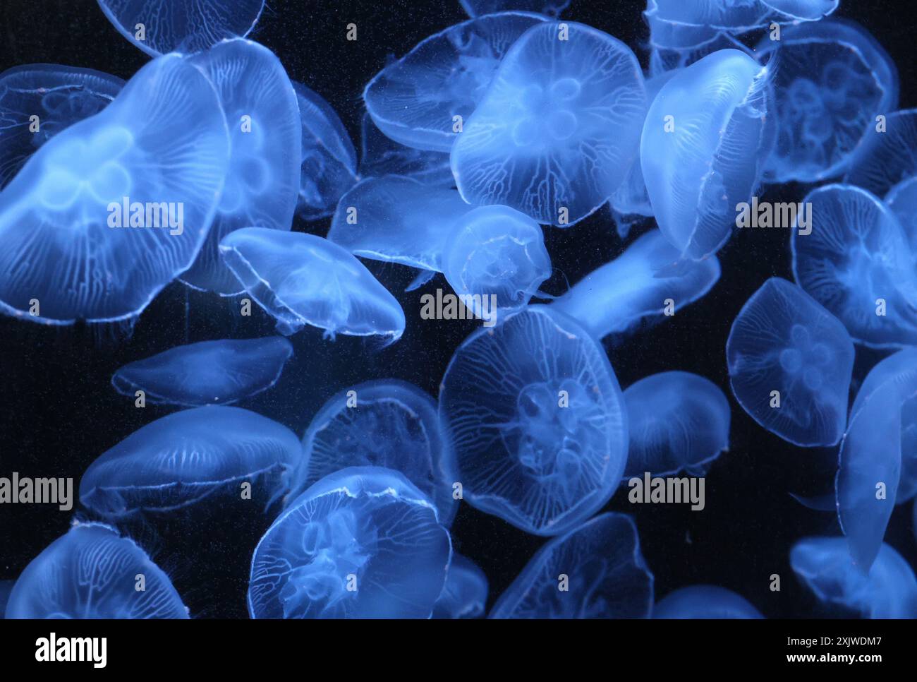 Yokohama, Japan. 20th July, 2024. Moon jellyfish are displayed in a ...