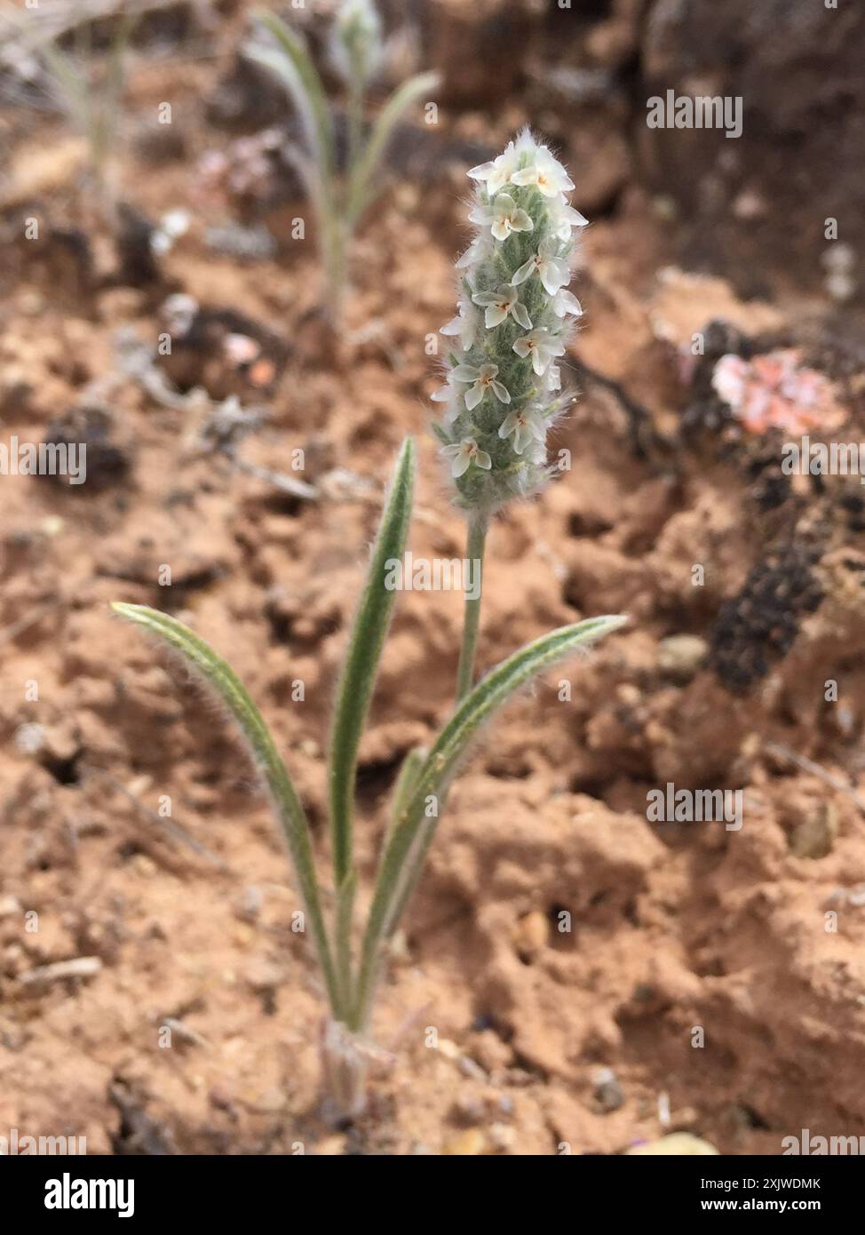 Woolly Plantain (Plantago patagonica) Plantae Stock Photo - Alamy