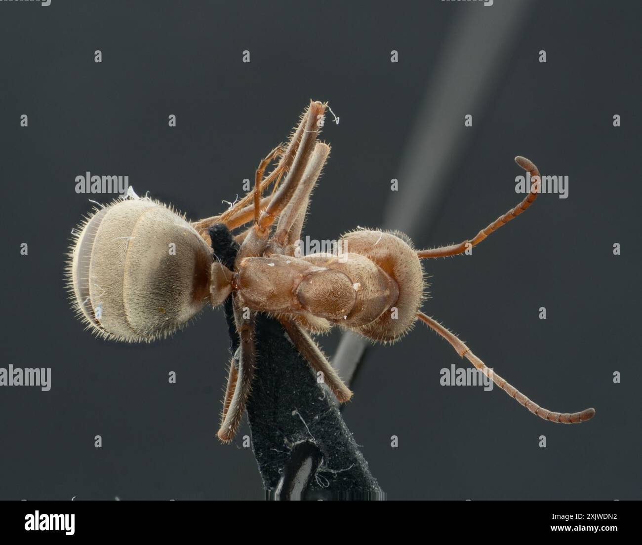 Wood, Mound, and Field Ants (Formica) Insecta Stock Photo - Alamy