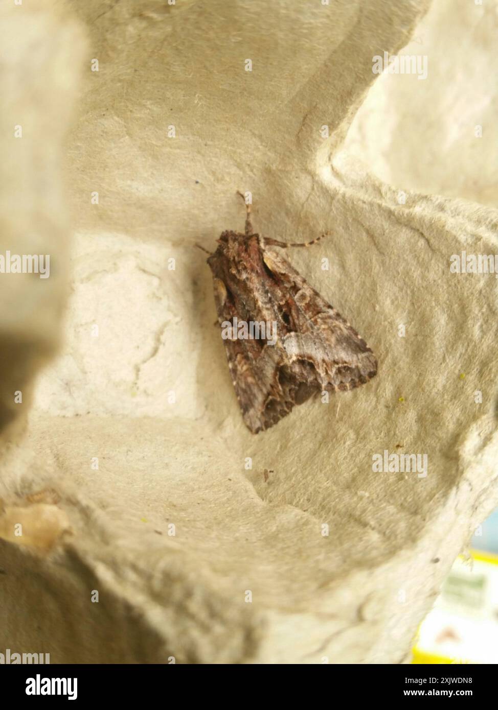 Grand Arches Moth (Lacanobia grandis) Insecta Stock Photo - Alamy