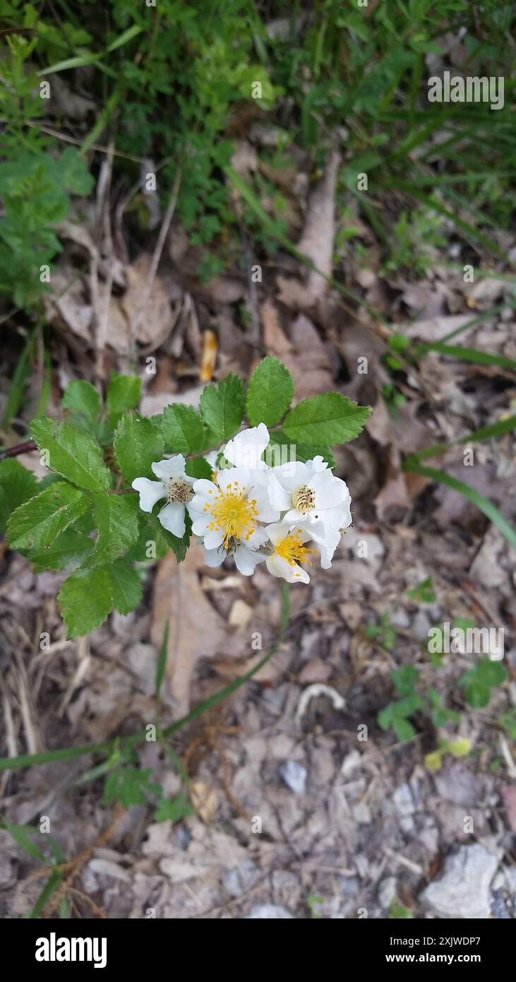 multiflora rose (Rosa multiflora) Plantae Stock Photo - Alamy