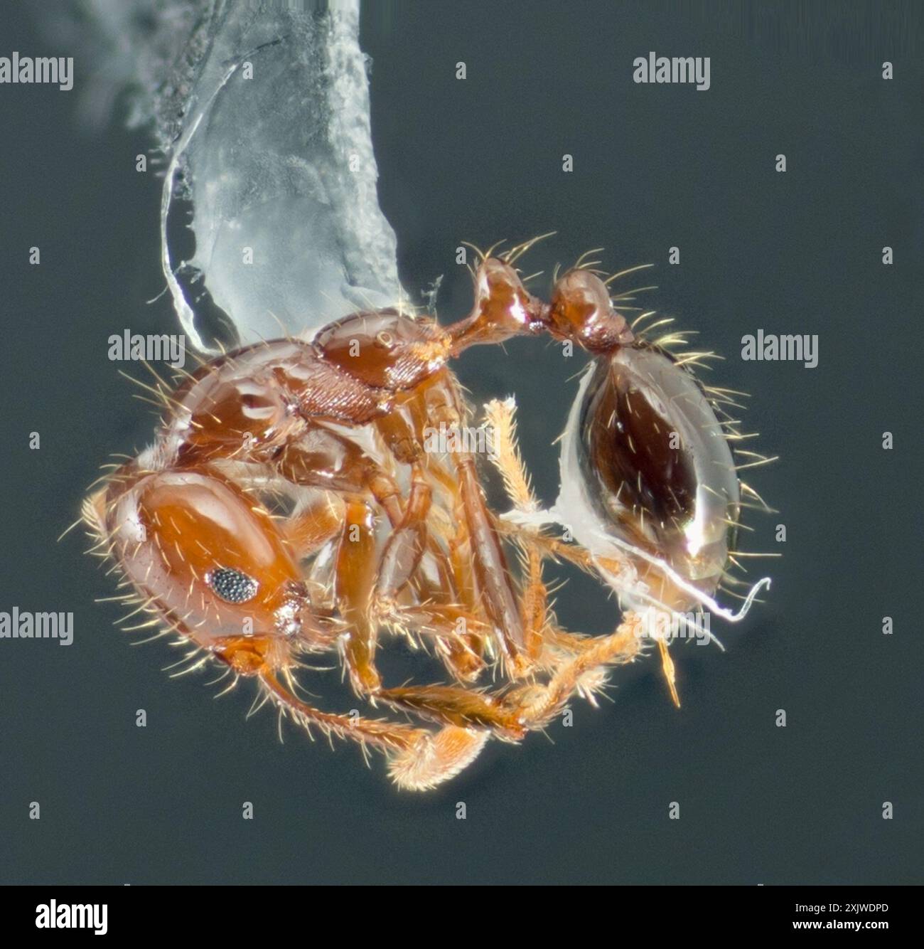 Red Imported Fire Ant (Solenopsis invicta) Insecta Stock Photo - Alamy