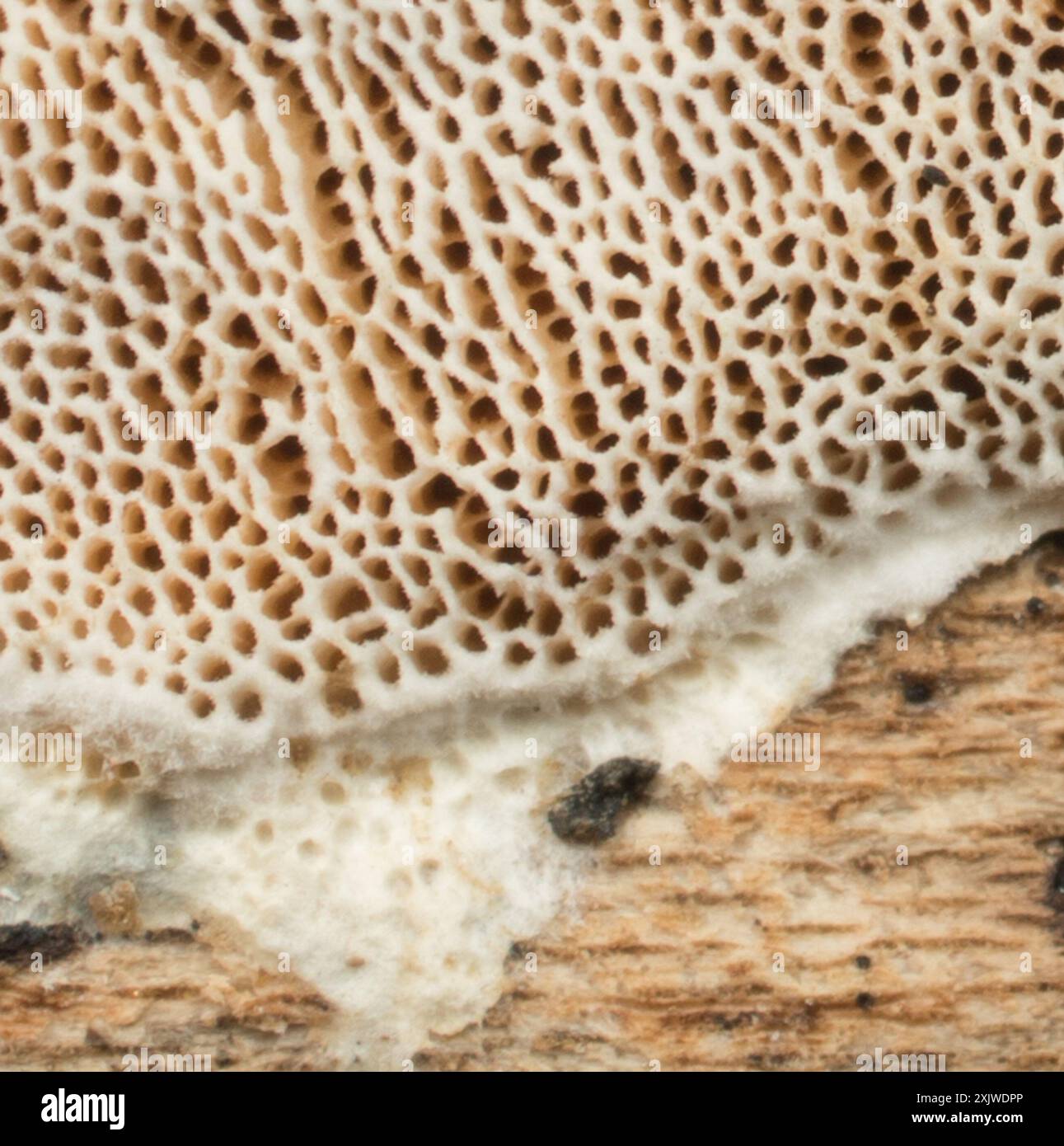 shelf fungi (Polyporales) Fungi Stock Photo - Alamy