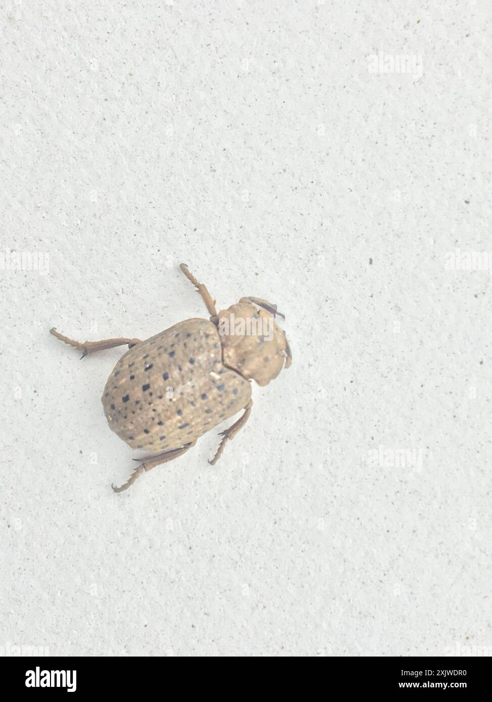 Carcass Beetles (Omorgus) Insecta Stock Photo - Alamy