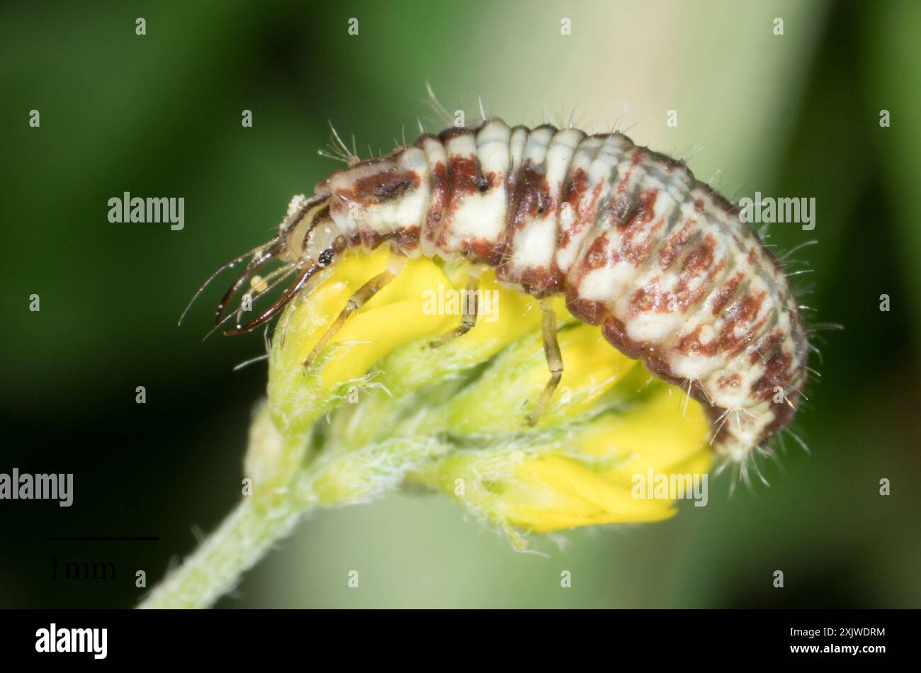 Green Lacewings (Chrysopidae) Insecta Stock Photo - Alamy