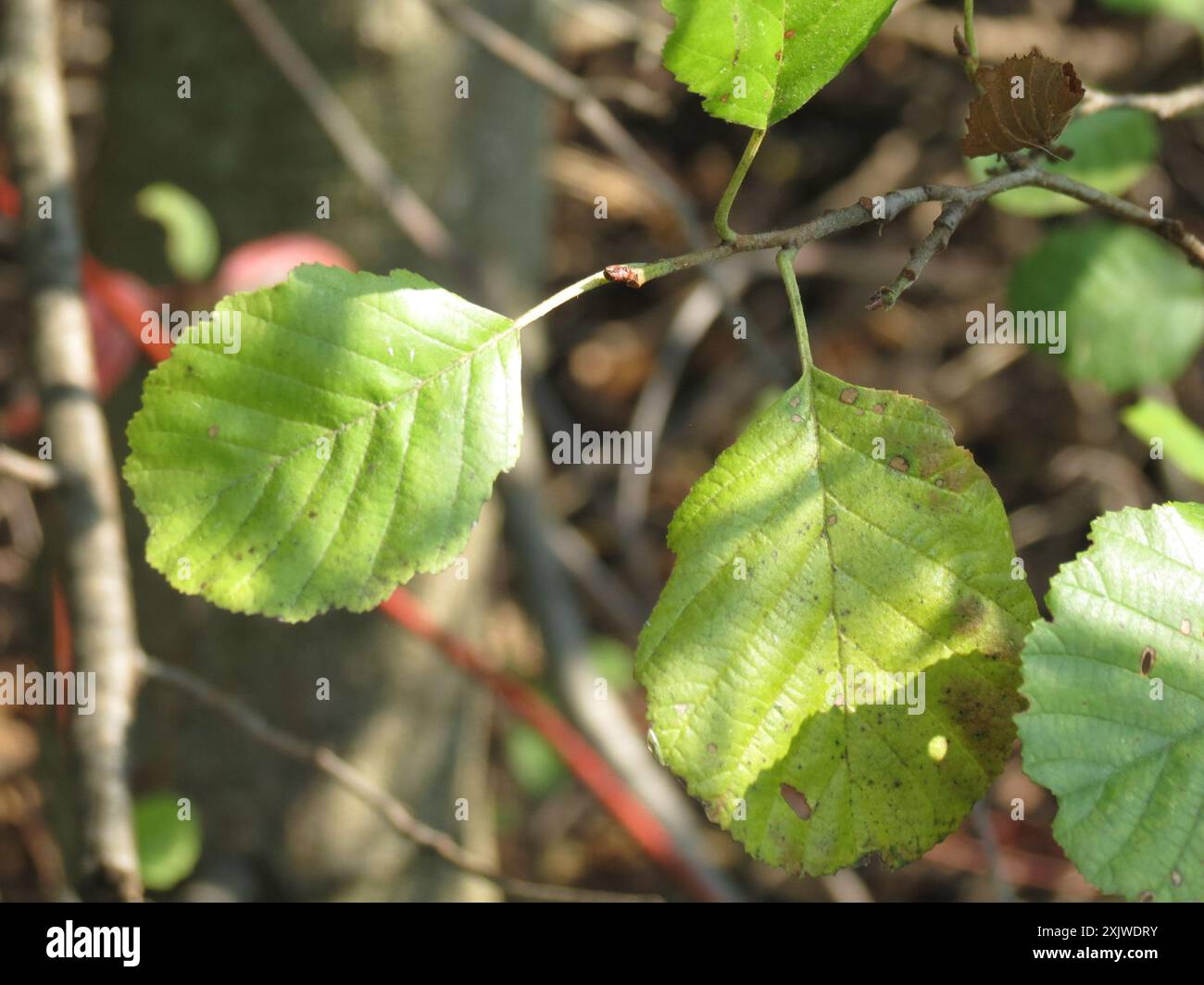common alder (Alnus glutinosa) Plantae Stock Photo - Alamy