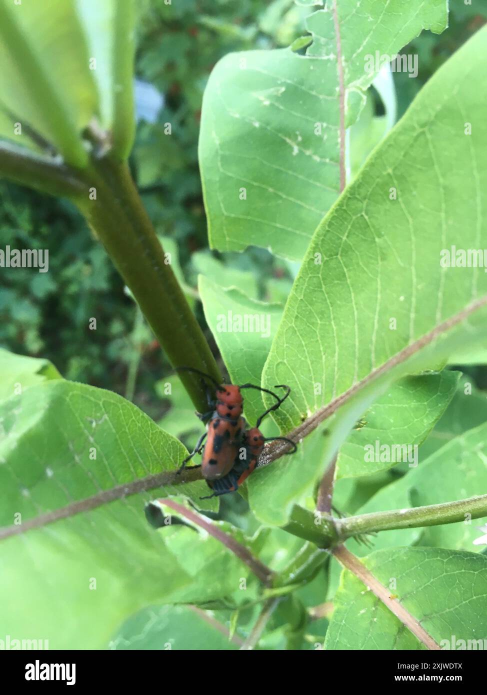 Red Milkweed Beetle (Tetraopes tetrophthalmus) Insecta Stock Photo - Alamy