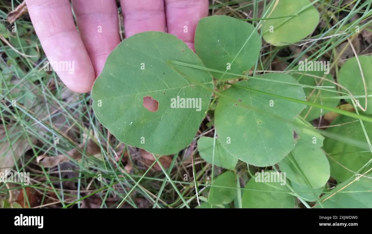 Round-leaved Trailing Tick-trefoil (Desmodium rotundifolium) Plantae ...
